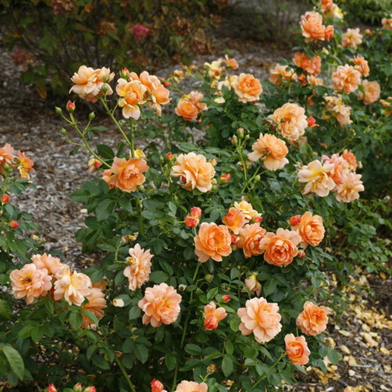 At Last Rose. 2019 Rose of the Year. Live Potted Plant - Etsy