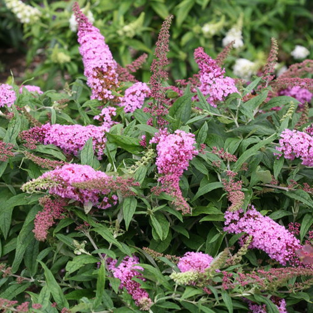 Pugster Pinker® Butterfly Bush - Etsy