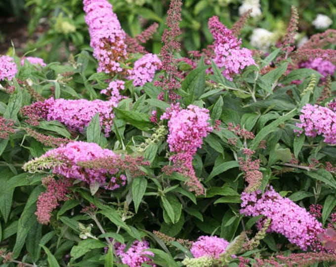 Pugster Pinker® Butterfly Bush - Etsy