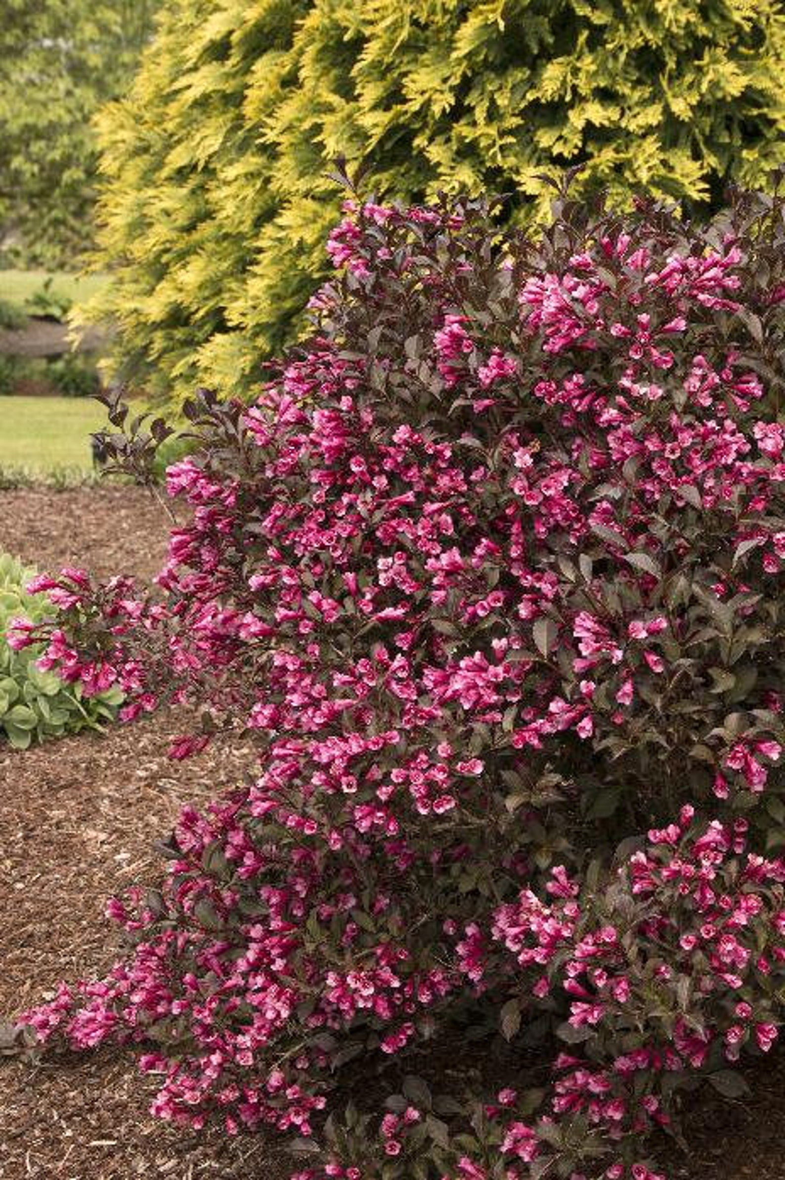 Weigela Very Fine Wine® Live Plant - Etsy