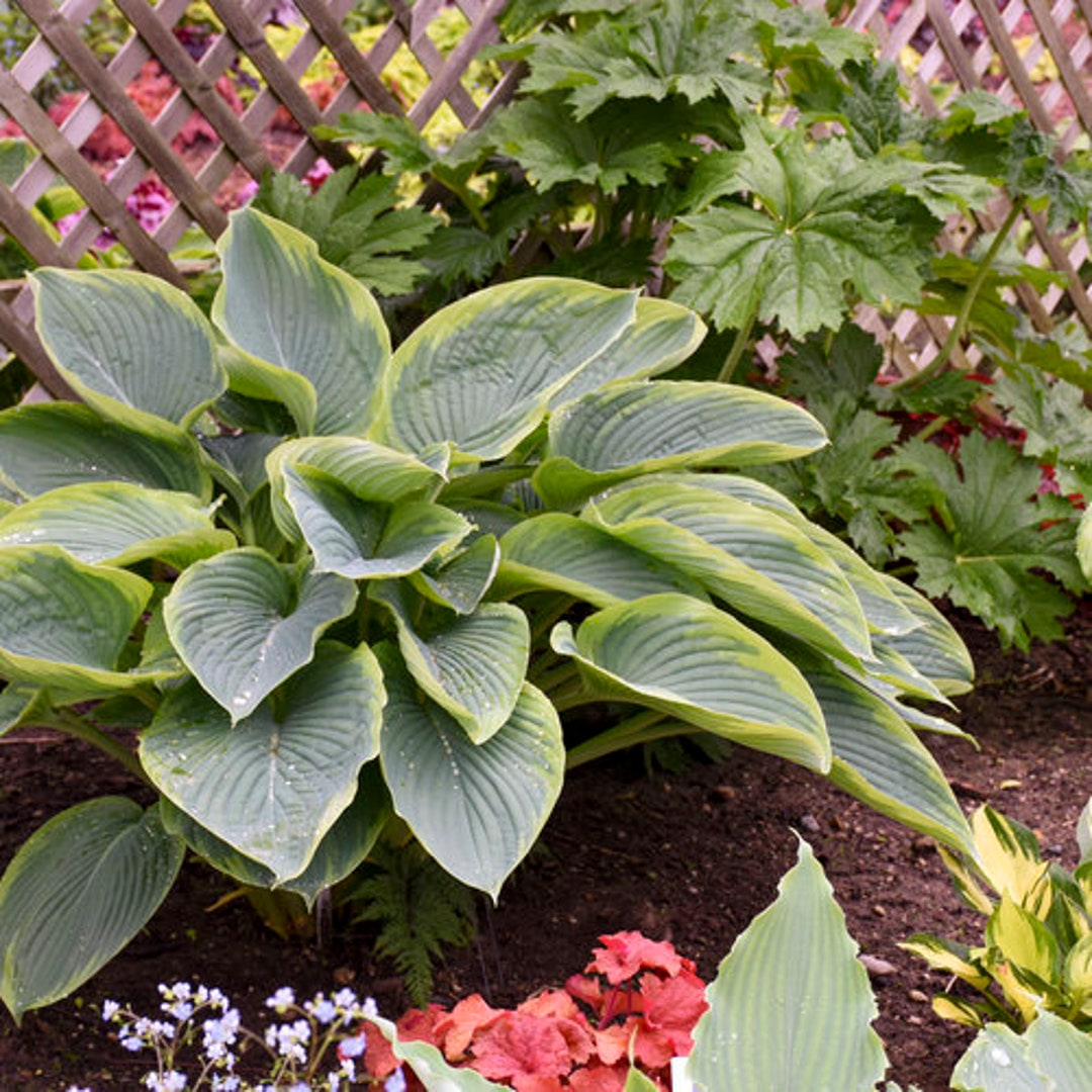 Hosta 'wu La La' Super Large Variegated Hosta. Live Perennial Plant. - Etsy
