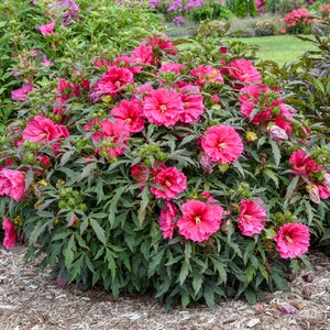 Hardy Hibiscus Watermelon Ruffles. Swamp Mallow. Native Live Plant - Etsy