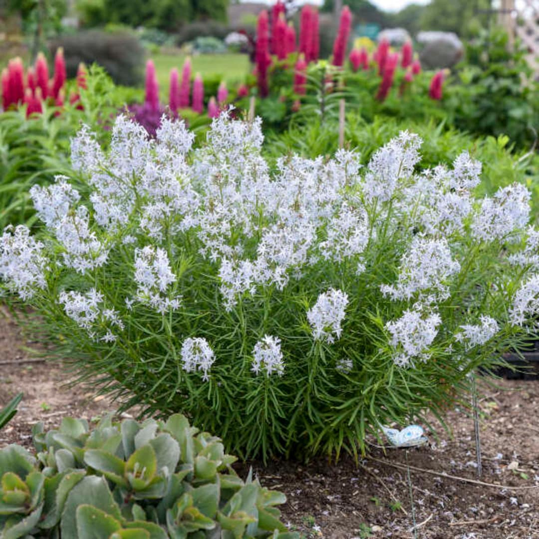 Amsonia 'string Theory' Blue Star Live Native Perennial Plant - Etsy