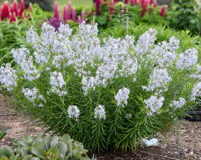Amsonia 'string Theory' Blue Star Live Native Perennial Plant - Etsy