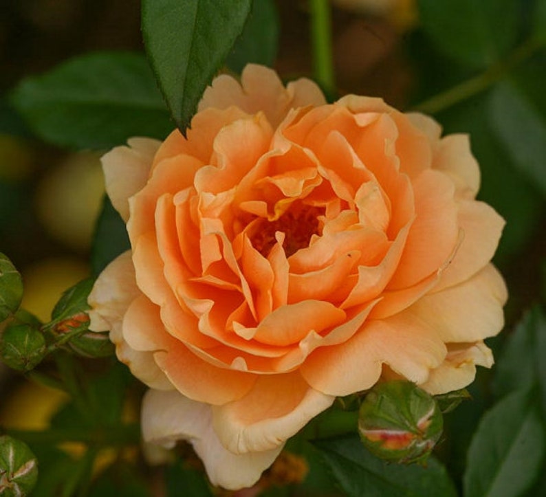 At Last Rose. 2019 Rose of the Year. Live Potted Plant - Etsy