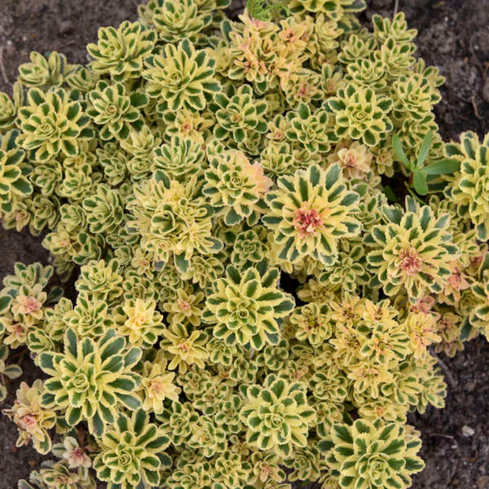 Sedum "atlantis" Stonecrop. Live Native Perennial Groundcover Plant. - Etsy