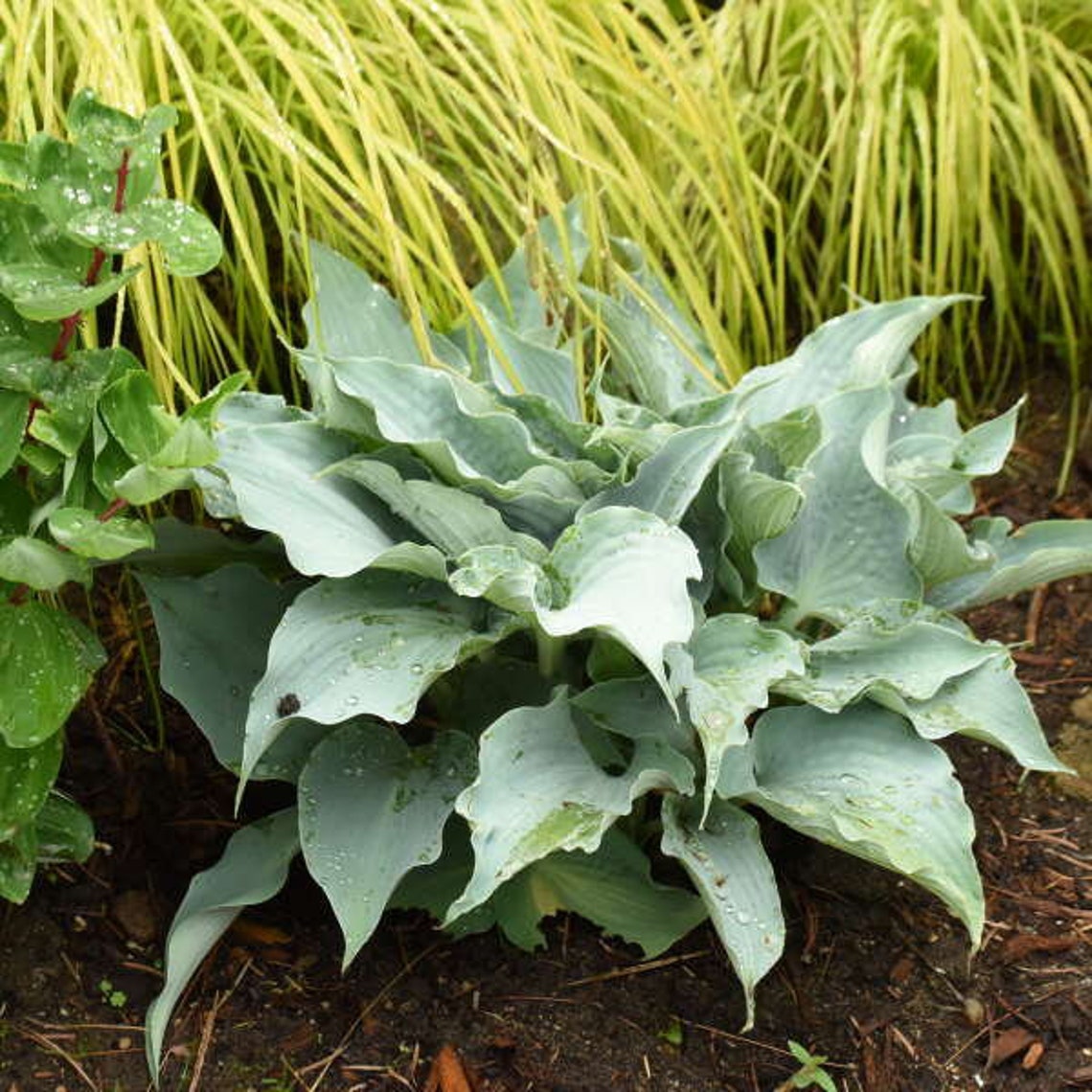 Hosta "dancing With Dragons" Live Perennial Native Plant. - Etsy