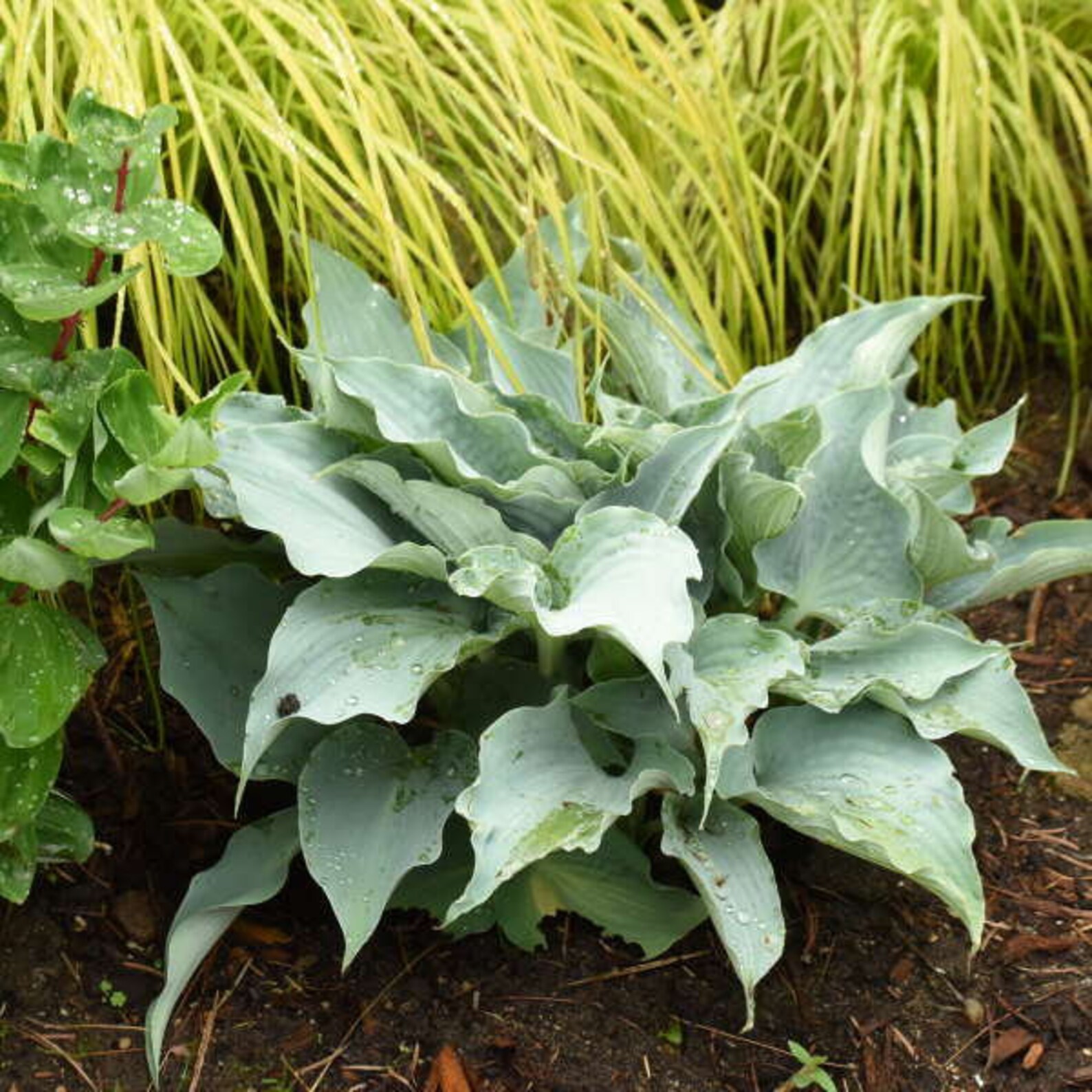 Hosta "dancing With Dragons" Live Perennial Native Plant. - Etsy
