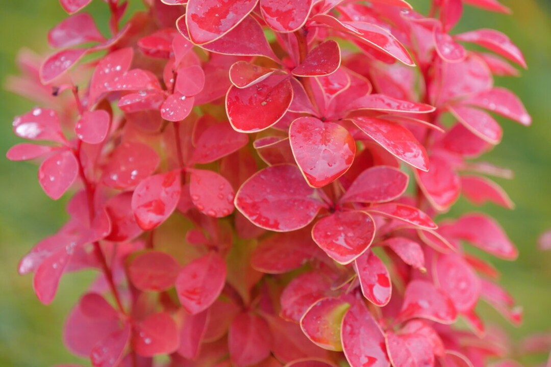Sunjoy Orange Pillar® Barberry. Live Plant - Etsy