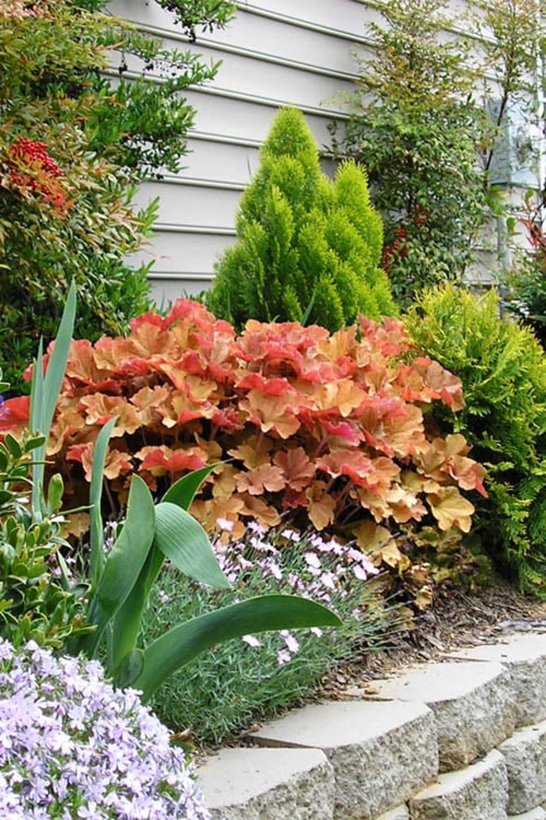 Heuchera Caramel Coral Bells Perennial Live Plant - Etsy