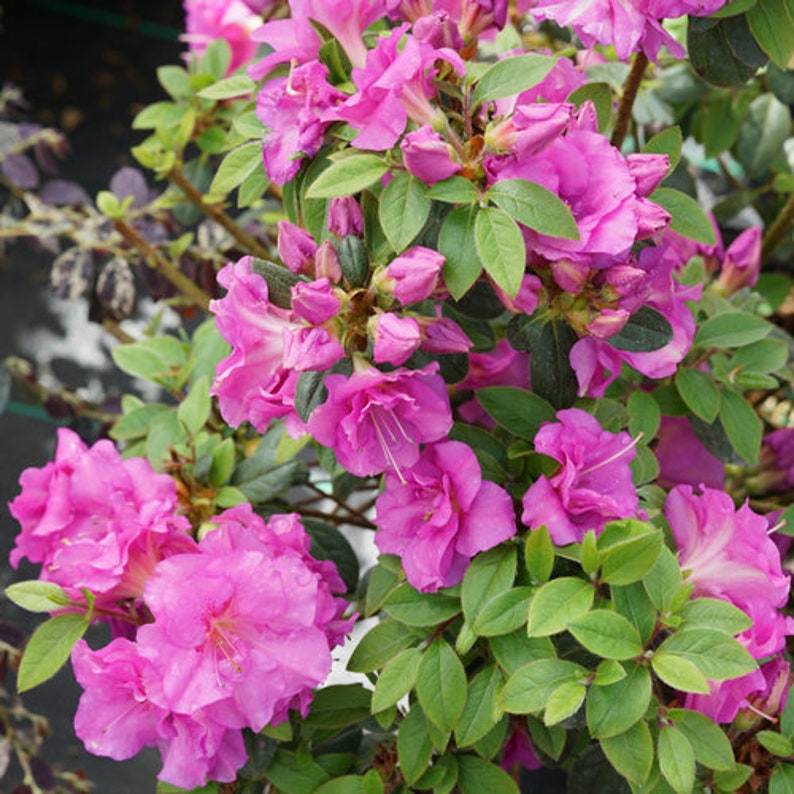 Perfecto Mundo® Double Purple Reblooming Azalea. Native Live Plant - Etsy
