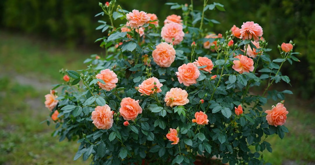 At Last® Rose. 2019 Rose of the Year. Live Potted Plant - Etsy