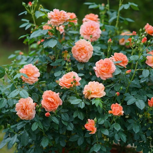 At Last Rose. 2019 Rose of the Year. Live Potted Plant - Etsy