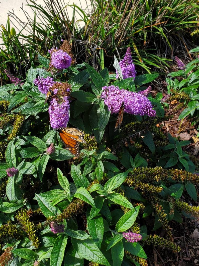 Pugster Amethyst® Butterfly Bush Dwarf Buddleia - Etsy