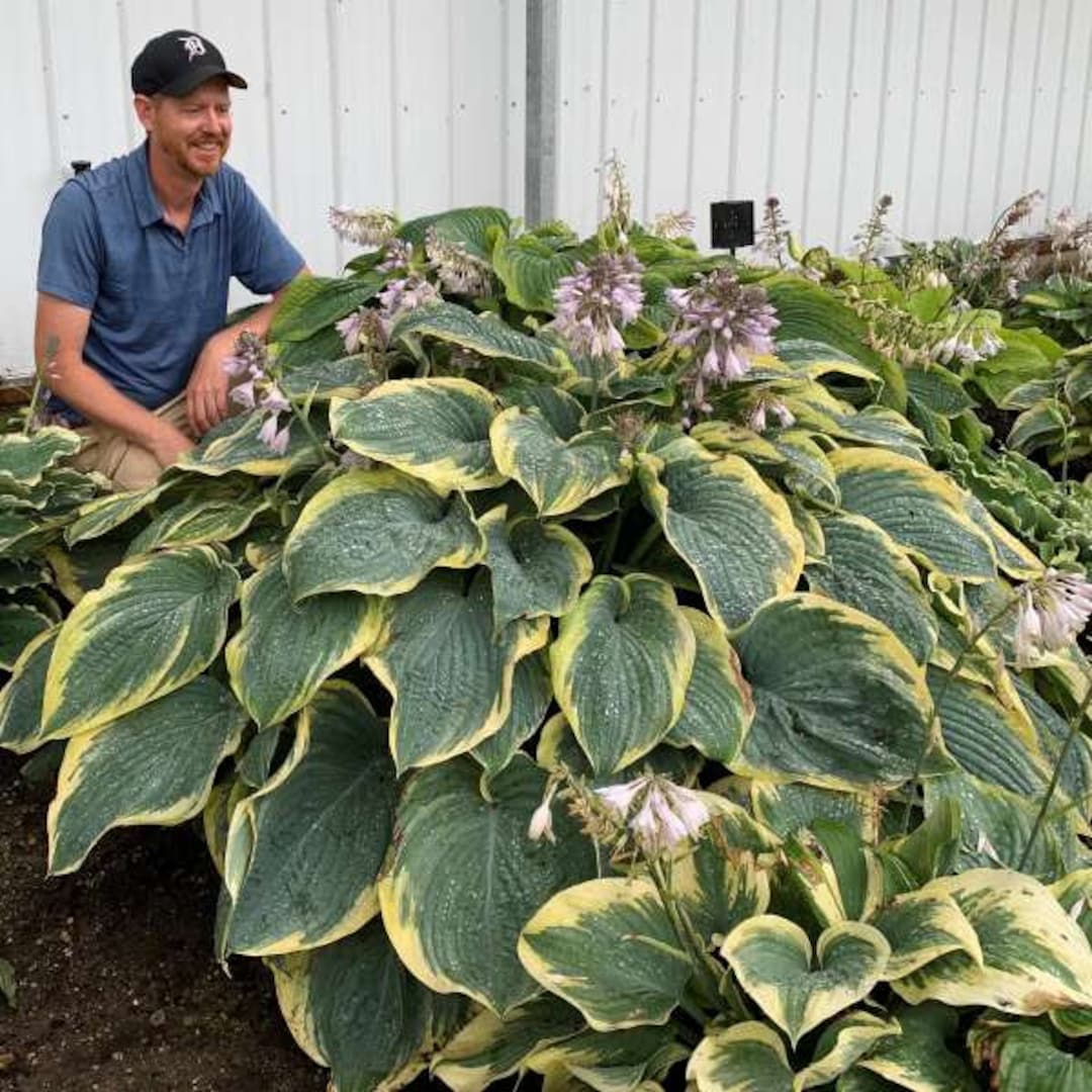 Hosta "gigantosaurus" Super Large Variegated Hosta. Live Perennial ...