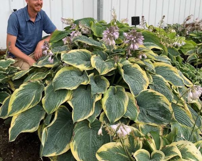 100 of Rare Hosta Seeds - White Leaves With Red Edge - Etsy Canada