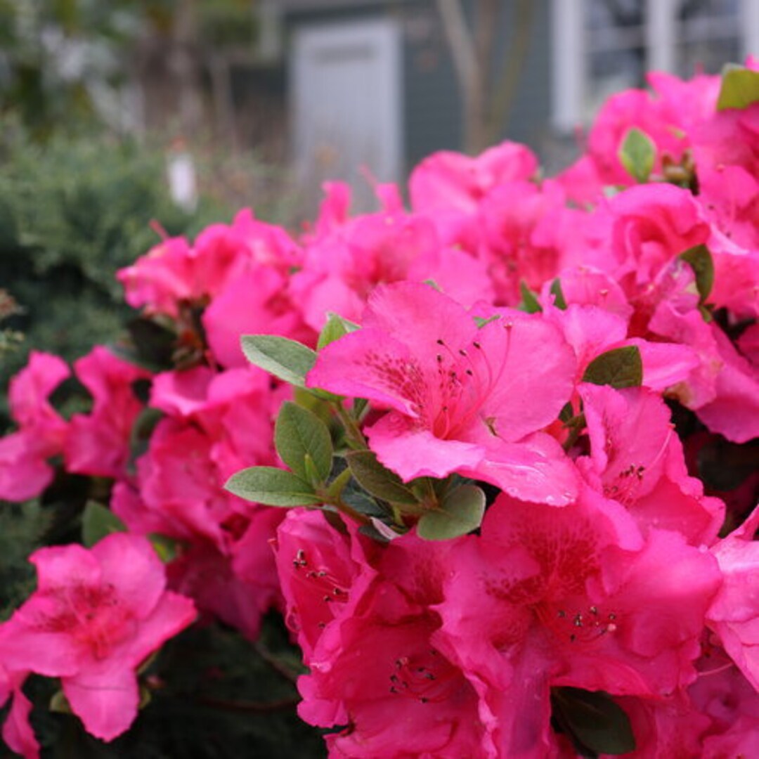 Perfecto Mundo EPIC PINK® Reblooming Azalea. Native Live Plant - Etsy
