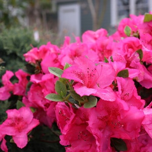 Perfecto Mundo EPIC PINK® Reblooming Azalea. Native Live Plant - Etsy