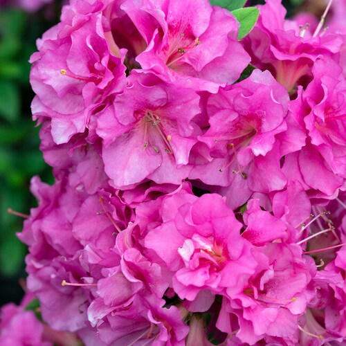 Autumn Royalty Encore Azalea Azalea Azalea Plant - Etsy