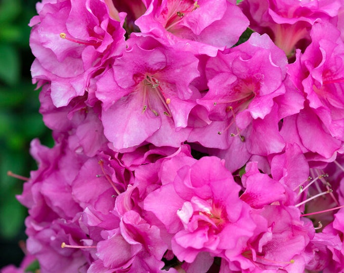 Perfecto Mundo Double Purple Reblooming Azalea. Native Live Plant - Etsy