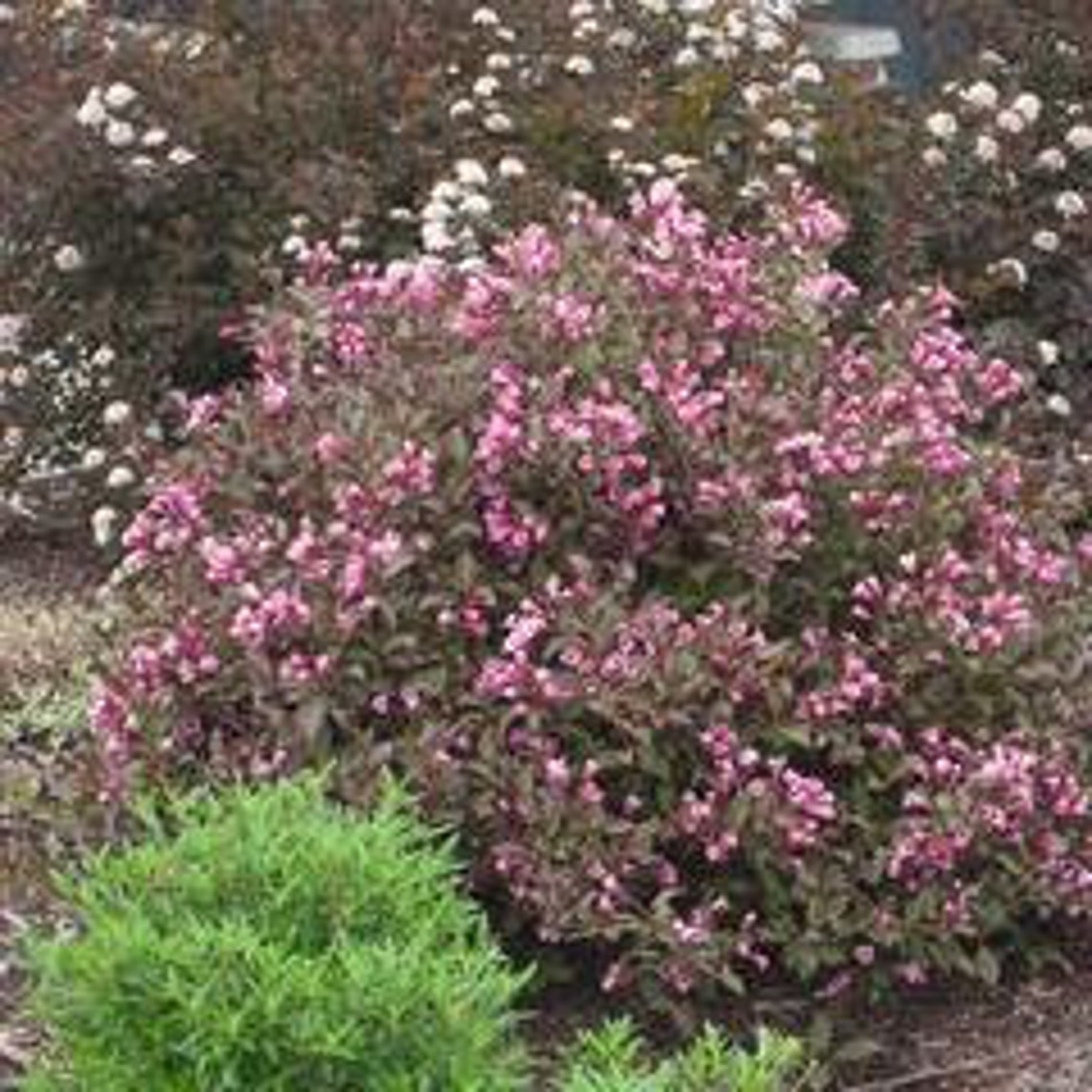 Weigela Very Fine Wine® Live Plant - Etsy
