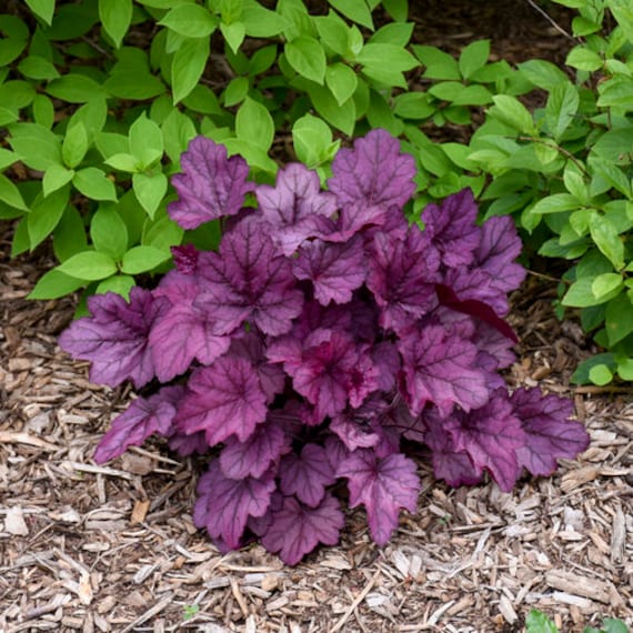 Primo Wild Rose Coral Bells (Heuchera) Deep Purple Foliage, 60% OFF
