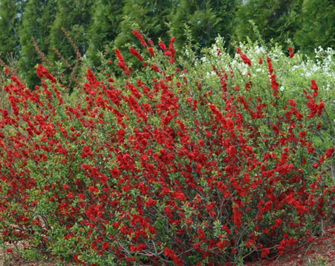 Flowering Quince Double Take® Scarlet Chaenomeles Live Plant Shrub Bush ...
