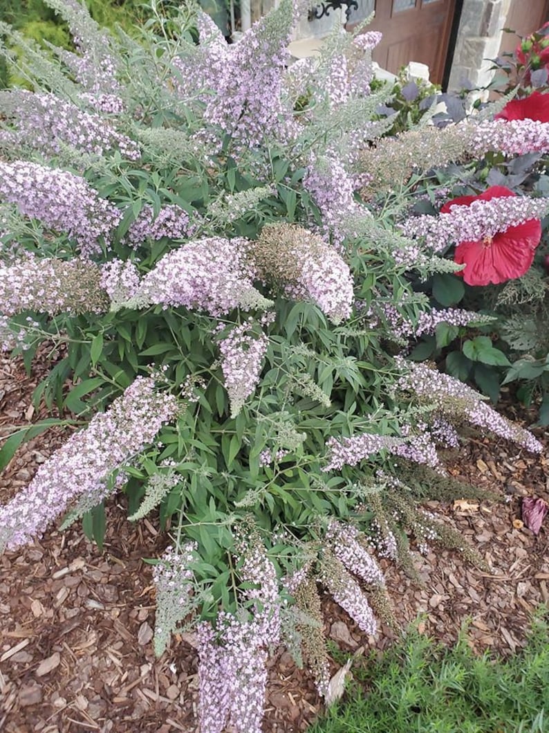 Buddleia grand Cascade Butterfly Bush - Etsy