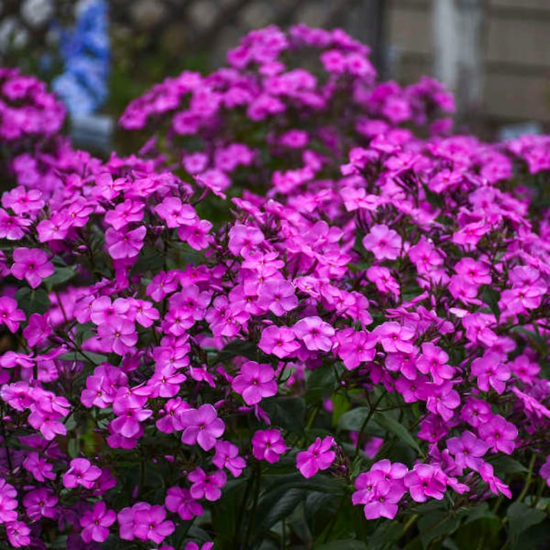 Cloudburst Cushion Phlox. Hot Pink Mound of Flowers. Live Perennial ...