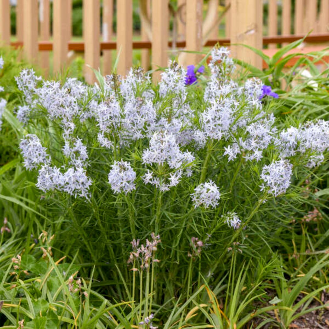 Amsonia 'string Theory' Blue Star Live Native - Etsy