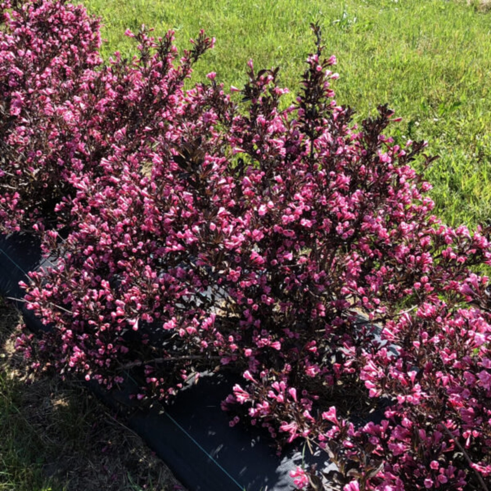 Weigela Very Fine Wine® Live Plant - Etsy