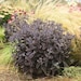 Sedum "back in Black" Live Perennial Native Plant. - Etsy