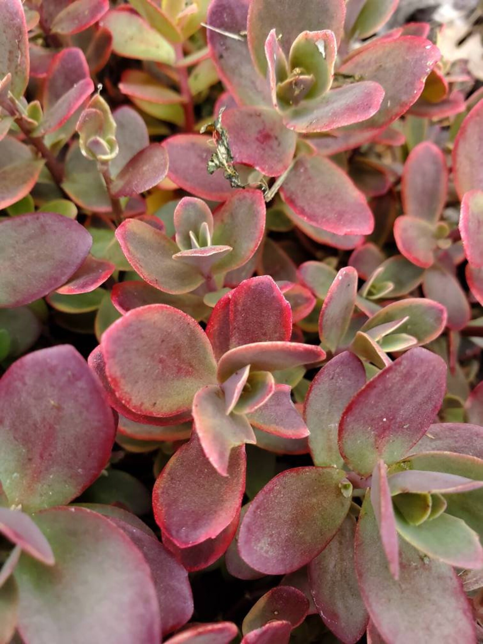 Sedum Sun Sparkler Wildfire - Etsy