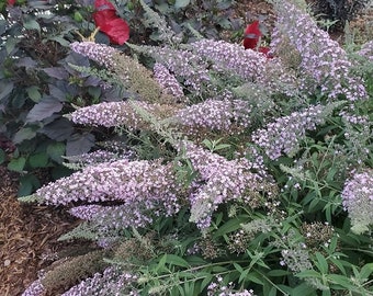 Buddleia Violet Cascade (butterfly Bush) - 3 Well Rooted Starter Plants ...