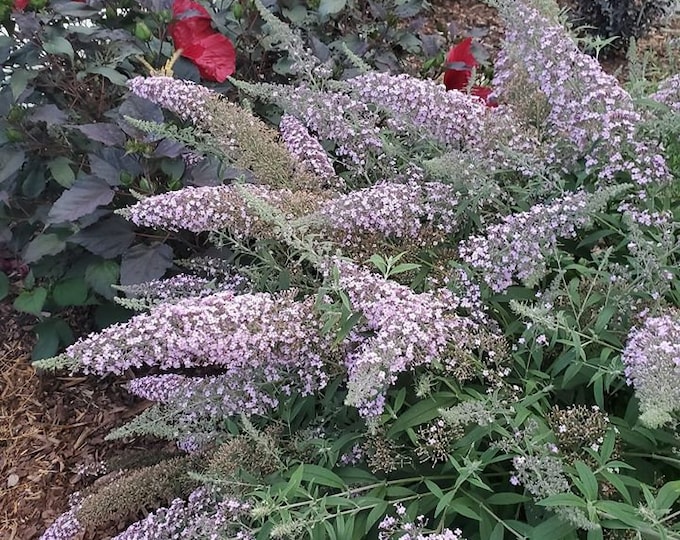 Buddleia grand Cascade Butterfly Bush - Etsy