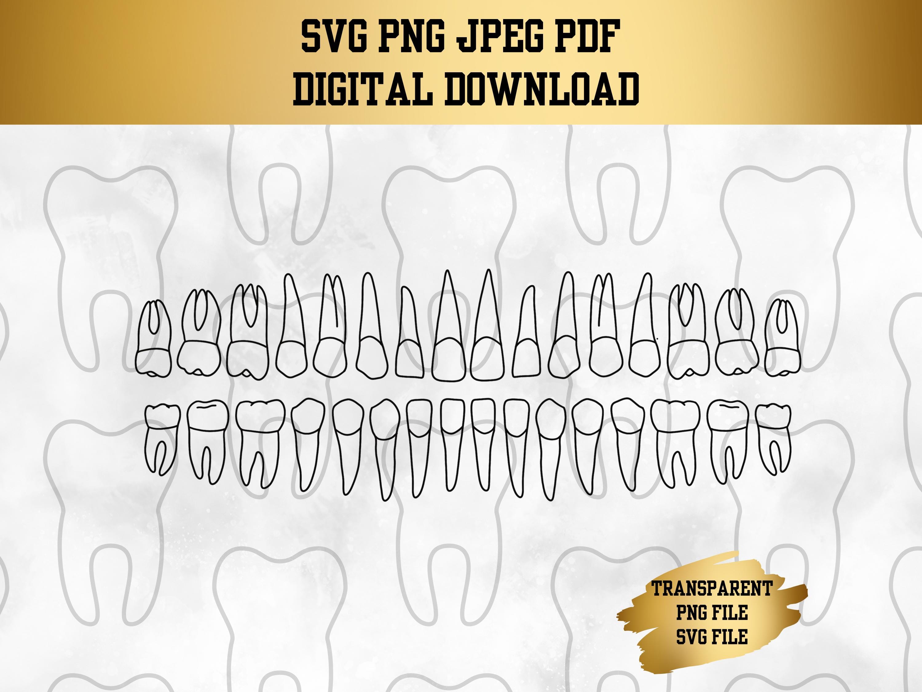 Dental Teeth SVG | Full Dental Arch PNG | Dentist JPG | Cut File Cricut ...