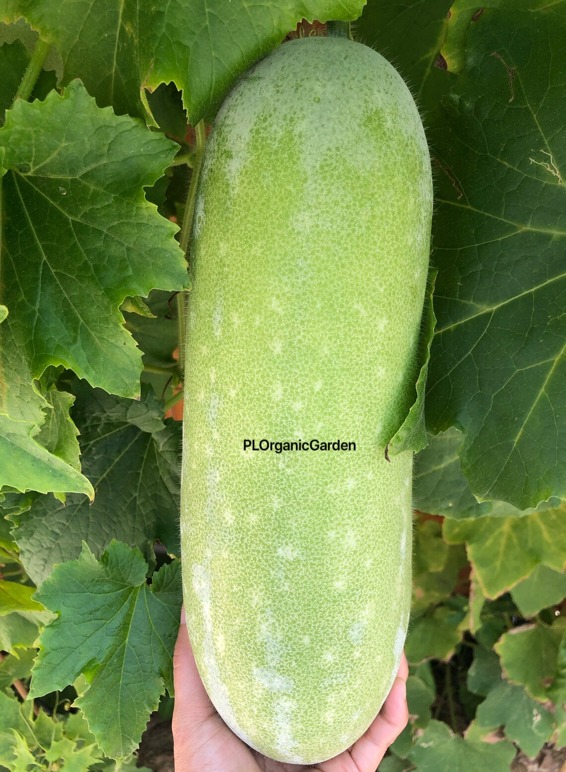 Winter gourd/ Wax Gourd/ Hạt giống bí đao xanh Organic seeds | Etsy