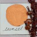 Sunset Metallic, Shimmering, Handmade Watercolor Paint for Painting ...
