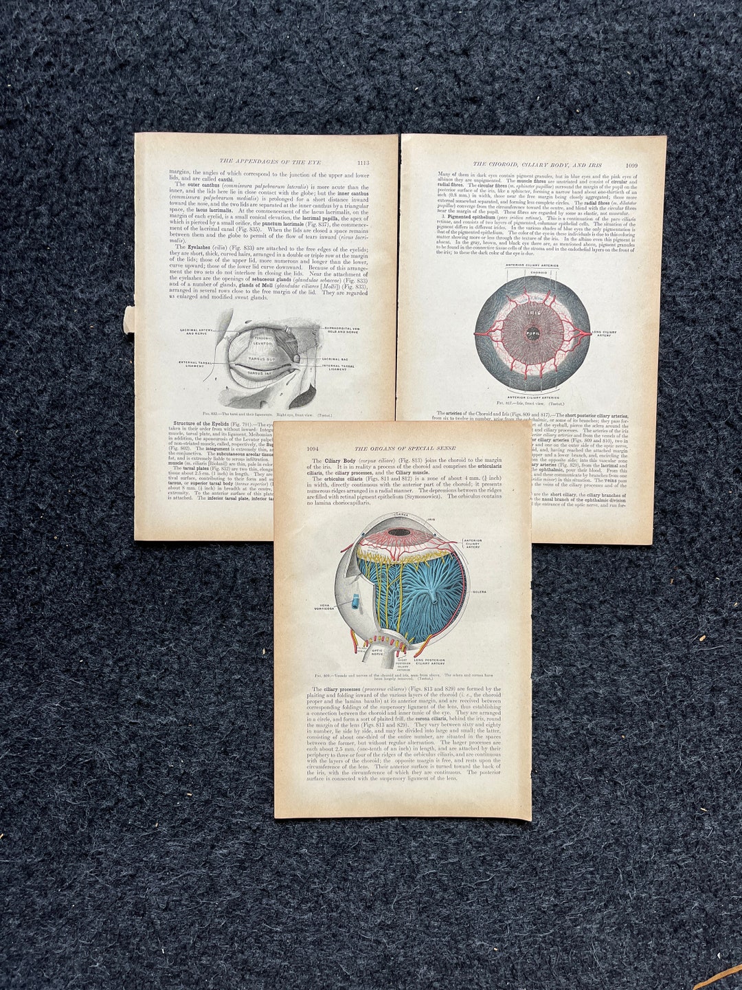 Original 1913 Anatomy Pages of Human Body, Anatomy Physiology Textbook ...