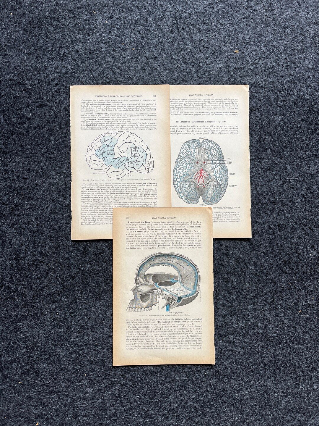 Original 1913 Anatomy Pages of Human Body, Anatomy Physiology Textbook ...