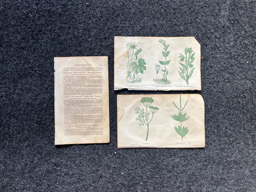 1895 Victorian Botany Print: Original Horticultural Page - Etsy