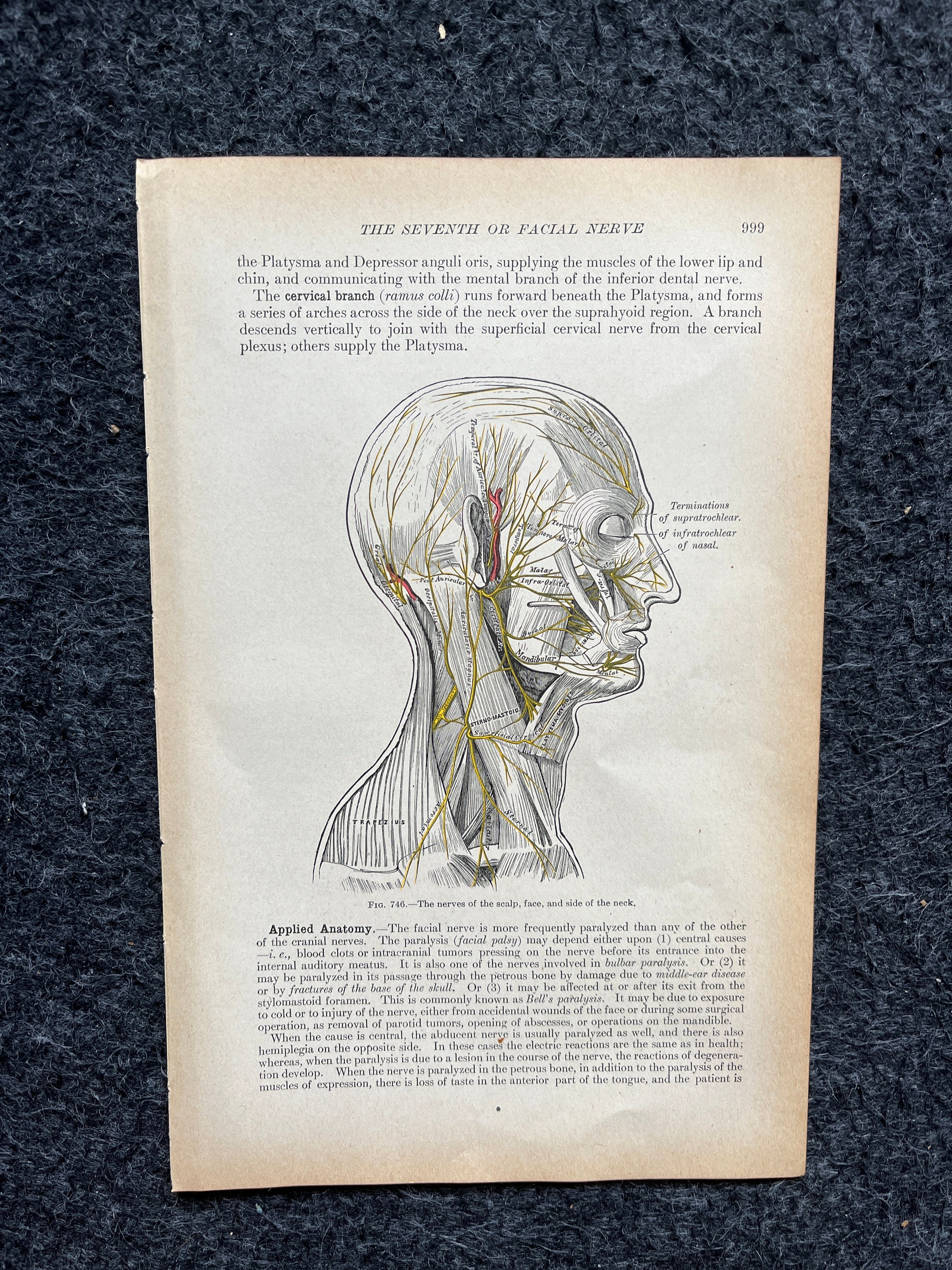 Original 1913 Anatomy Pages of Human Body, Anatomy Physiology Textbook ...