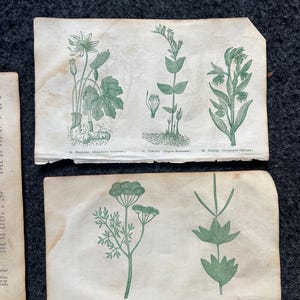 1895 Victorian Botany Print: Original Horticultural Page - Etsy
