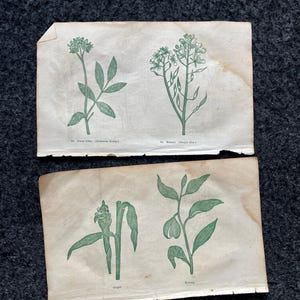 Original 1895 Botany Victorian Era Horticultural Gardening Pages, Plant ...