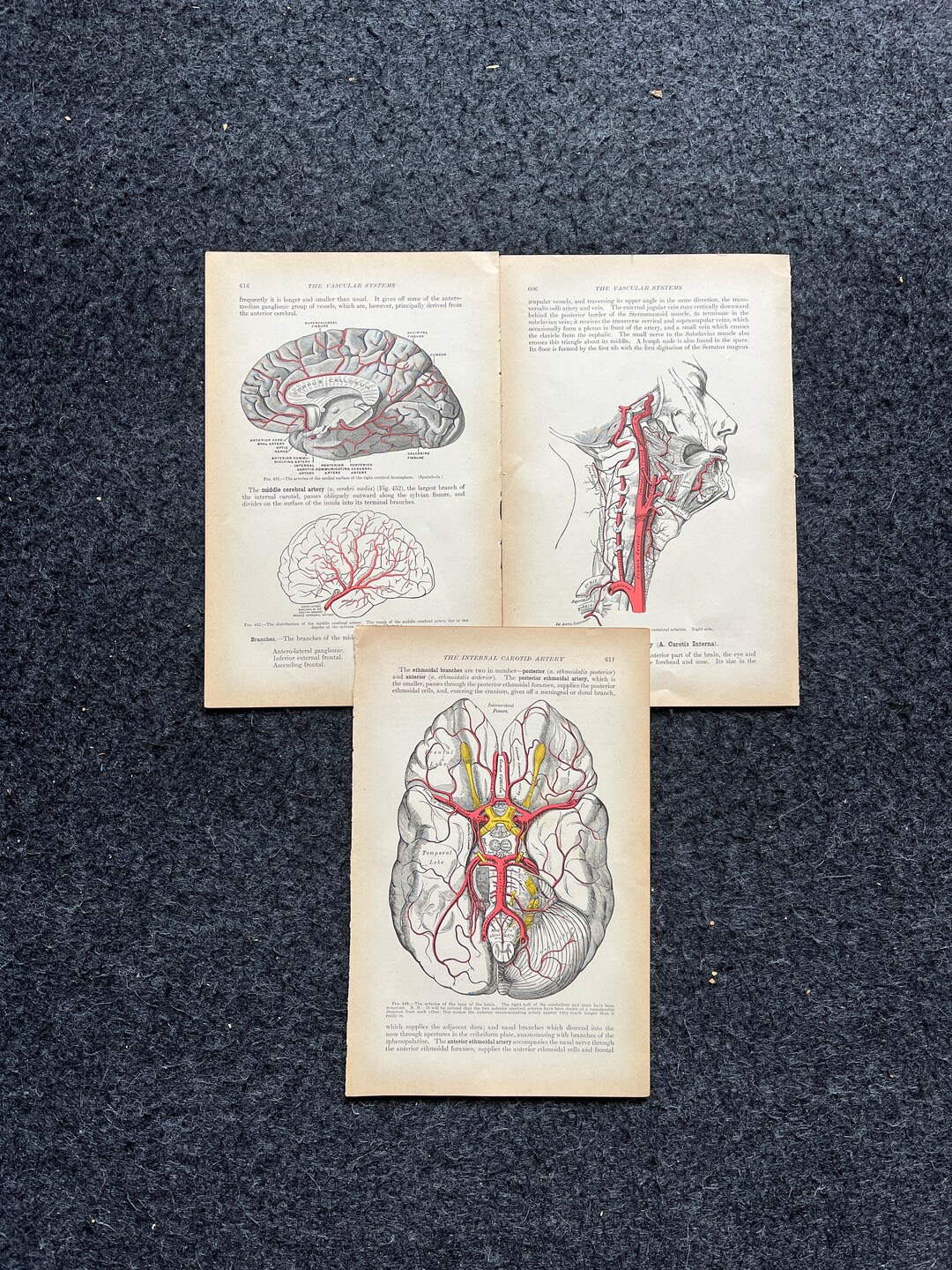 Original 1913 Anatomy Pages of Human Body, Anatomy Physiology Textbook ...
