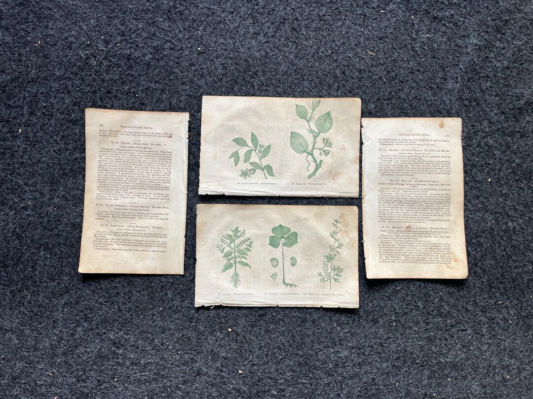 1895 Victorian Botany Print: Horticultural Gardening Page - Etsy