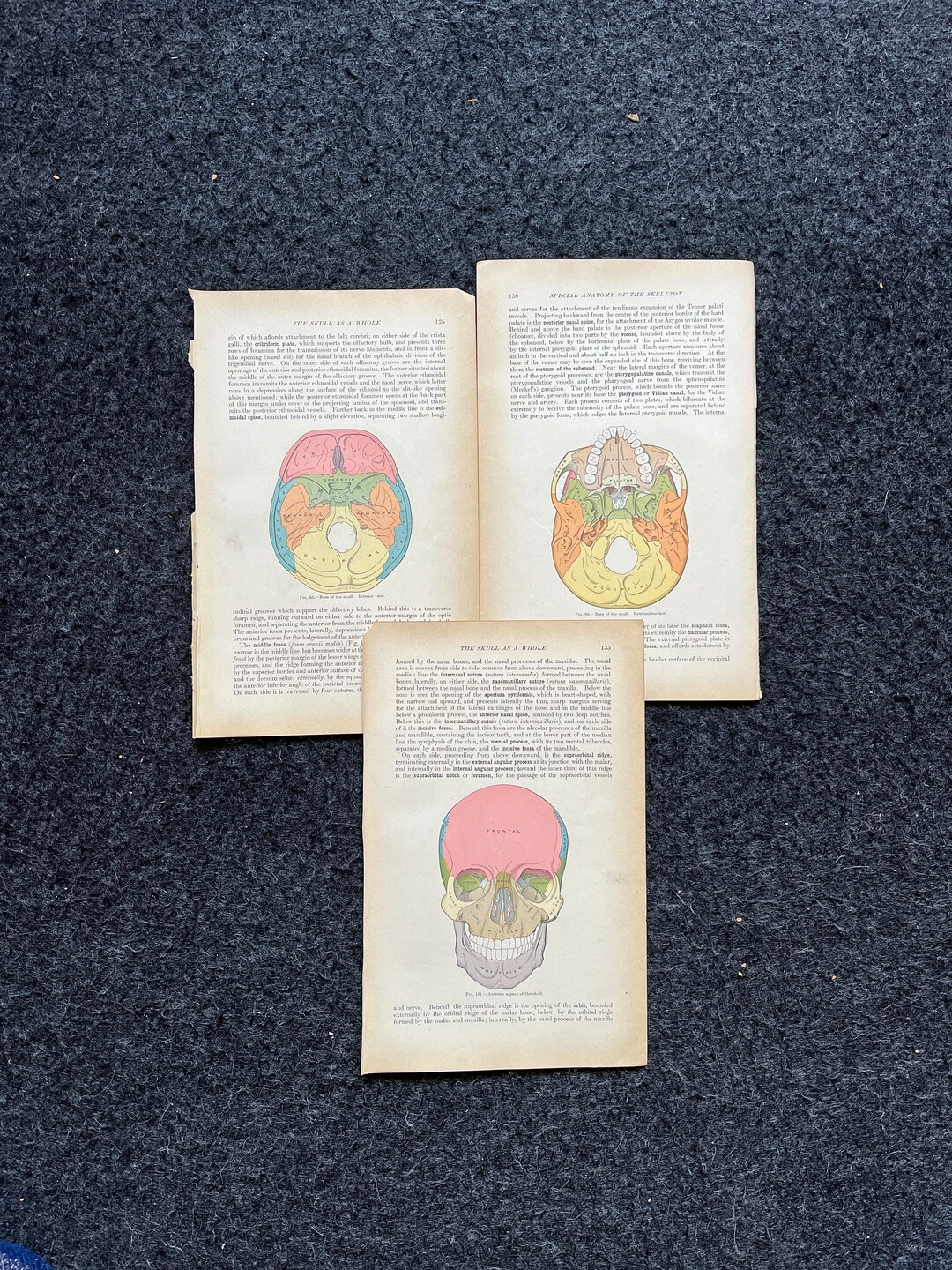 Original 1913 Anatomy Pages of Human Body, Anatomy Physiology Textbook ...