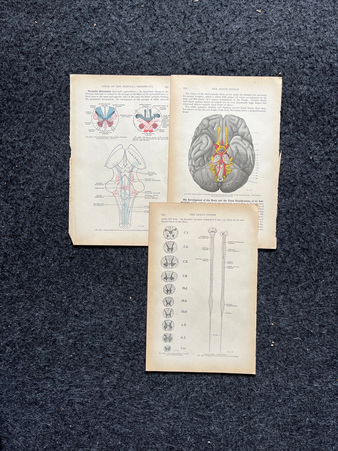 Original 1913 Anatomy Pages of Human Body, Anatomy Physiology Textbook ...