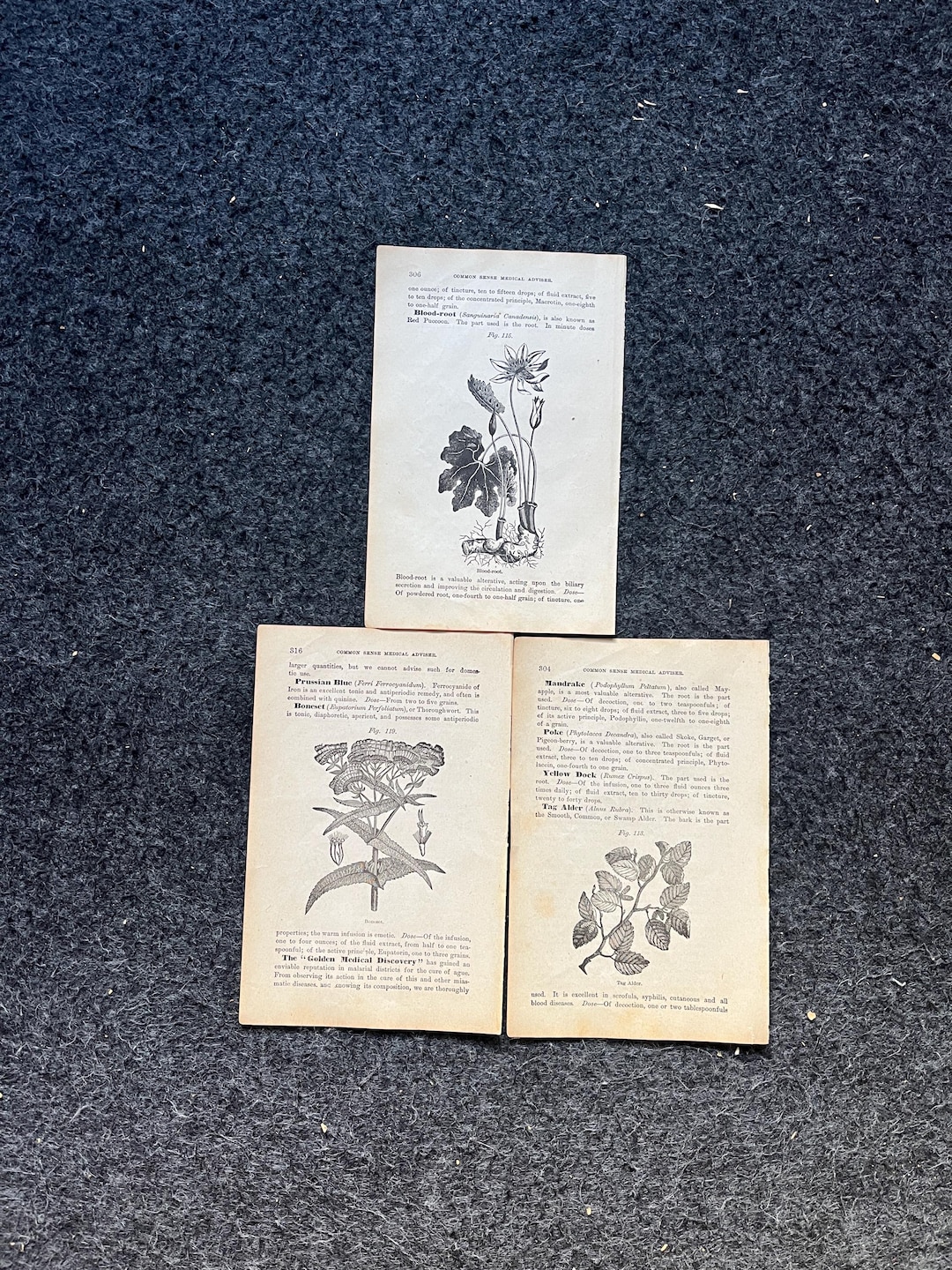 1847 Victorian Botany Page: Original Antique Plant Print (5x8 Inches ...