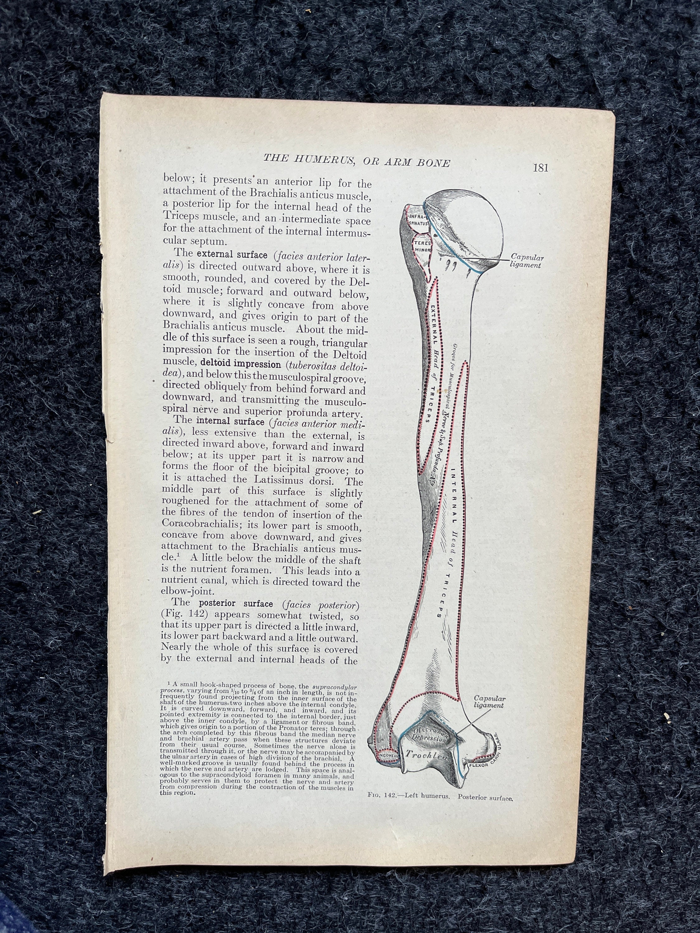 Original 1913 Anatomy Pages of Human Body, Anatomy Physiology Textbook ...